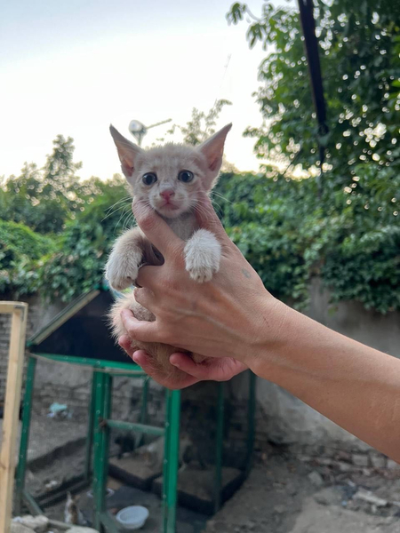 Бесплатно в любящие руки котята
