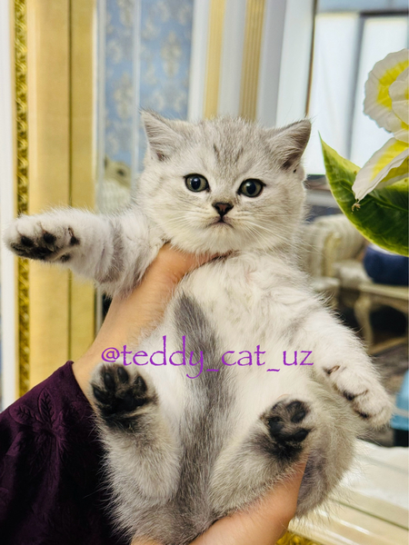 Серебристая шиншилла медвежаты чистокровные