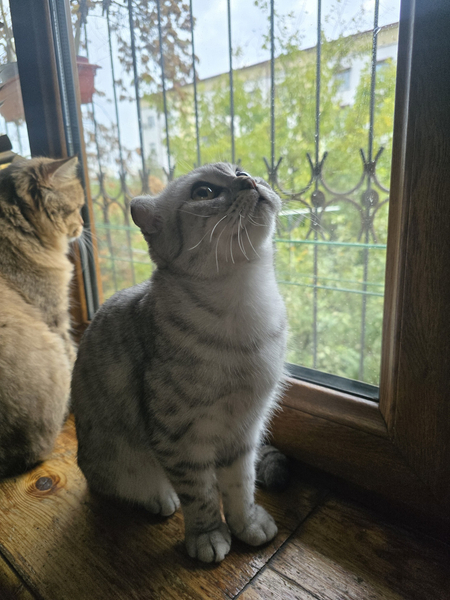 Скотиш фолд сотилади