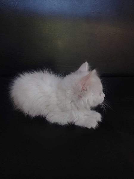 Котёнок 1  месца , к лотку и к еде приучин , отдам в добрые руки