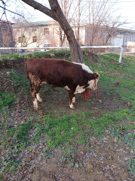 2 ta buqa sotiladi