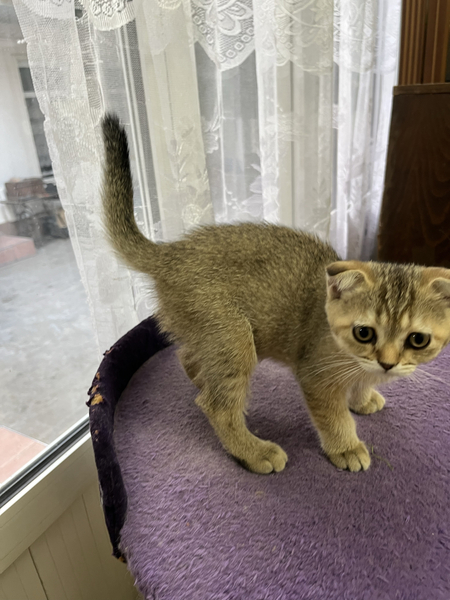 Шотланскте котята