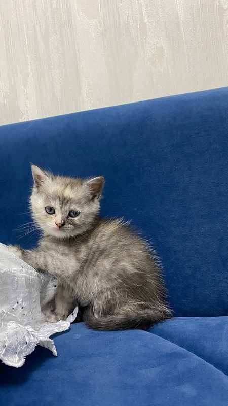Мушукча/Котенок киз бола/девочка