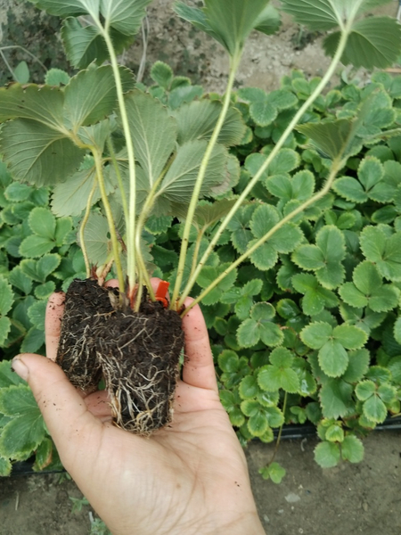 Qulupnay solhyang