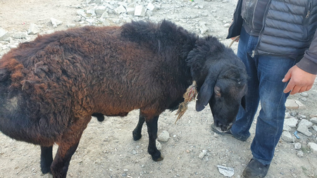 Qòchqor sotiladi