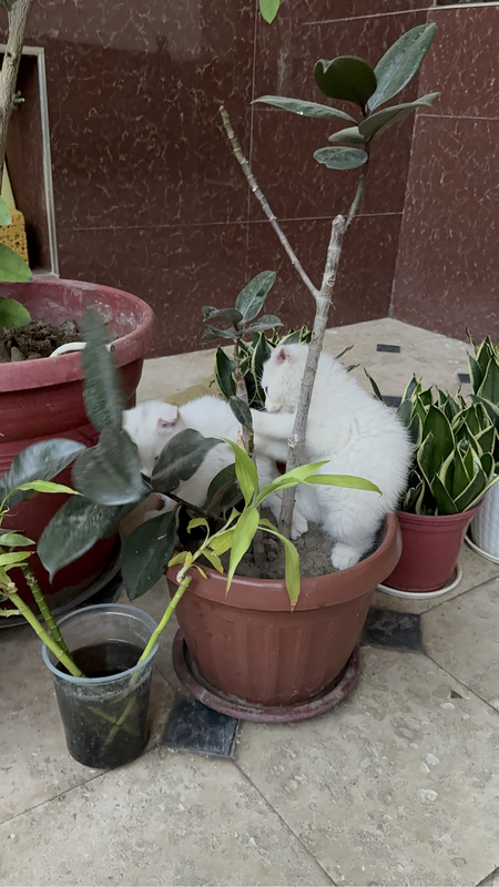 Scottish fold mushukchalarini sotamiz