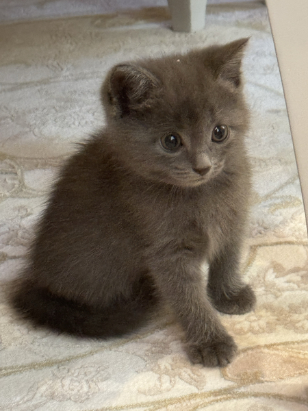 Котенок Скоттиш страйт