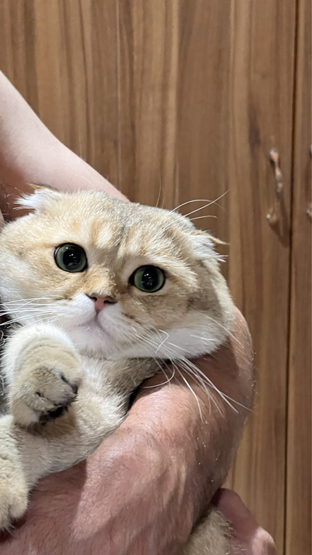 Залатая шиншила