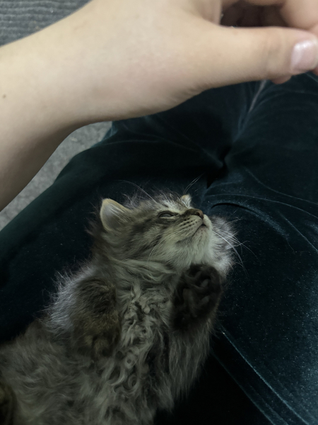 Срочно ! Скоттиш хайленд котенок