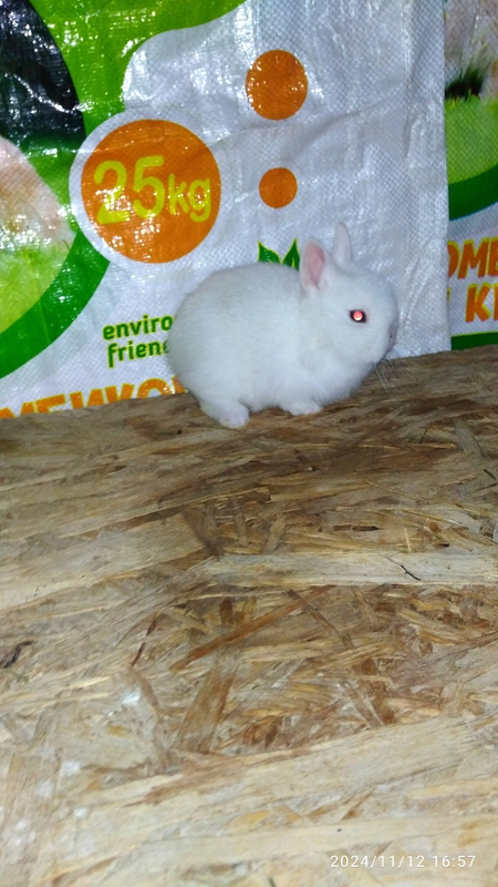karlik mini Dekoratavniy quyoncha sotiladi. Quyon bolasi mini pakanasi