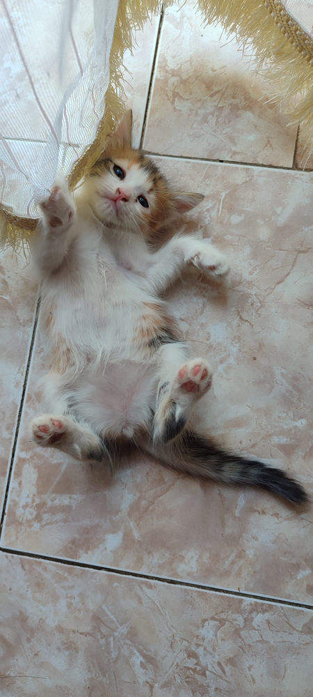 Котята 2 месячные