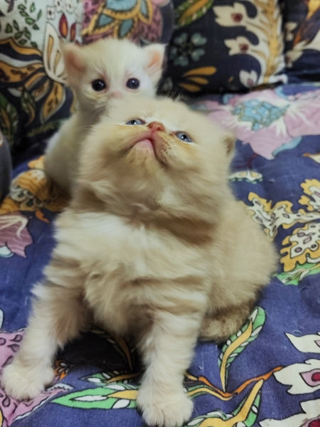Открытьо бронь Скотиш Фолд