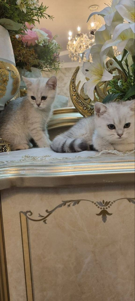 Кошка: Серебристая британская шиншилла. 2,5 месяць.