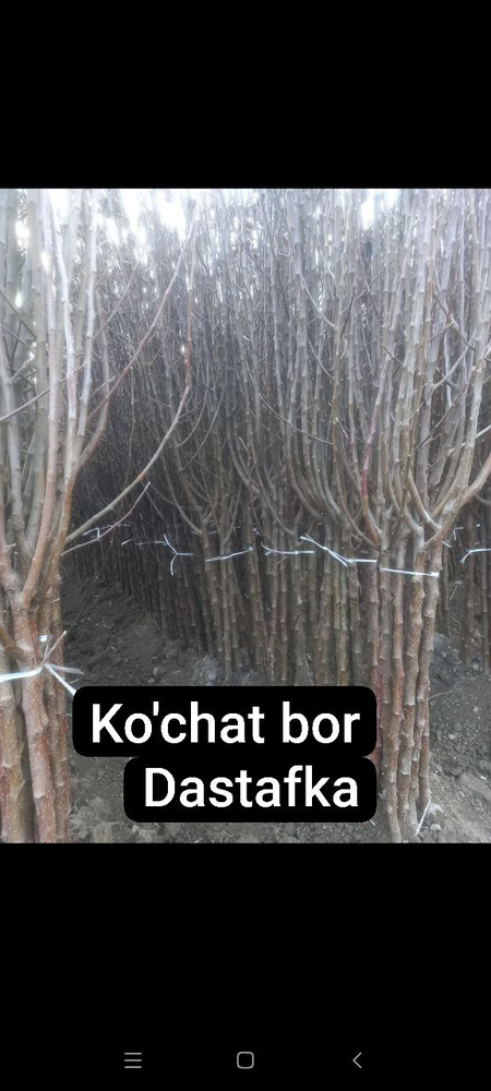 Ko'chat sotaman ishonchli 100 foiz