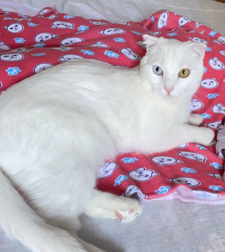 Скоттиш фолд !!!