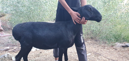 Gusor qòy sotiladi