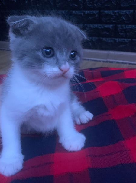 вислоухие котята