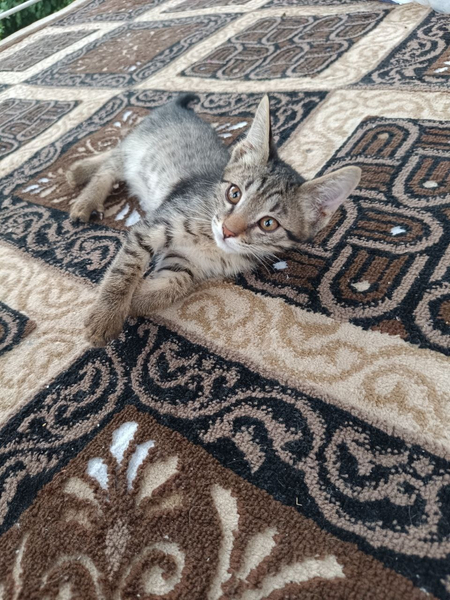 Отдам в хорошие руки