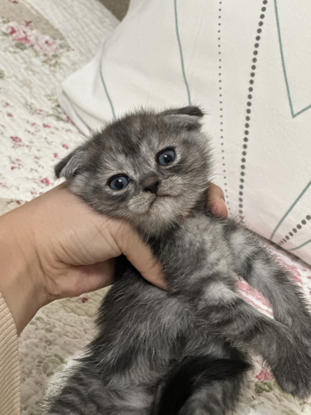 Шотландский фолд / Scottish fold mushukchalar