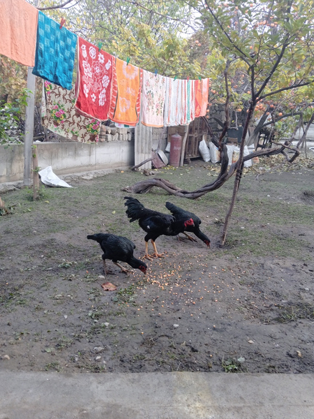 xoʻroz zoti kares makiyonlariyam kares sotiladi choʻja 7 oyli hamasi