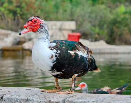 Курка гуси утка