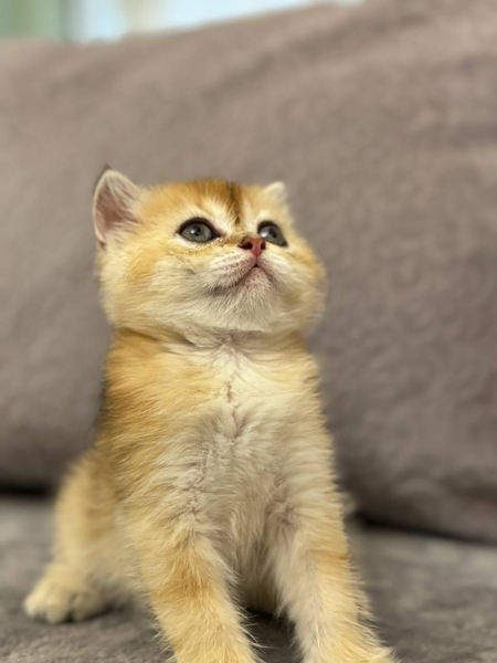 Котята  от правильной вязки скоттиш-страйт ( золотая шиншилла)