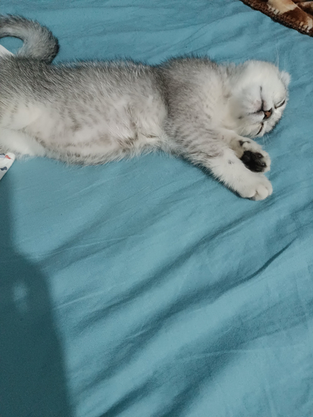 Продаётся кошечка серебристая шиншила