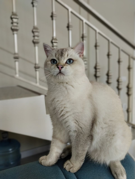 На вязку кот Симба