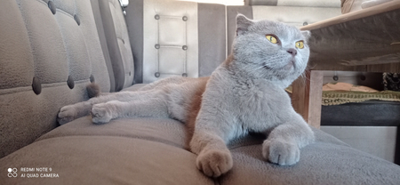 Scottish fold qiz