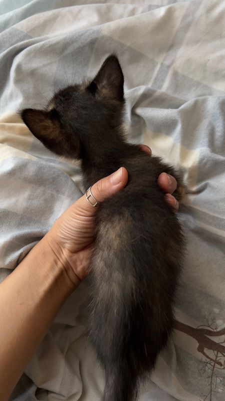 Котенок ищет дом