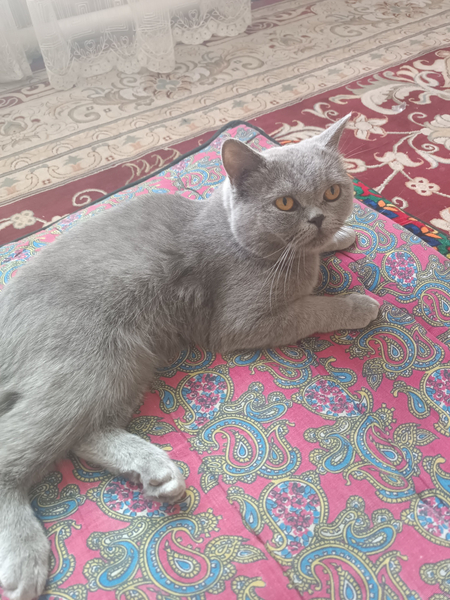Mushuk sotiladi .
