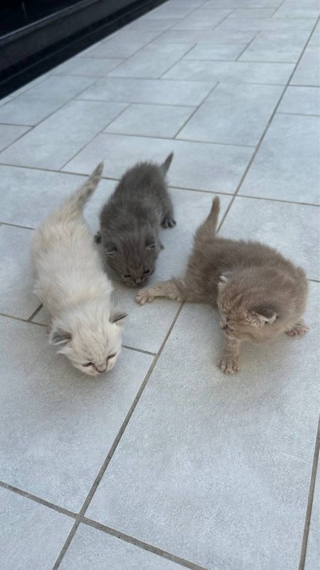 Котёнки новорождённые
