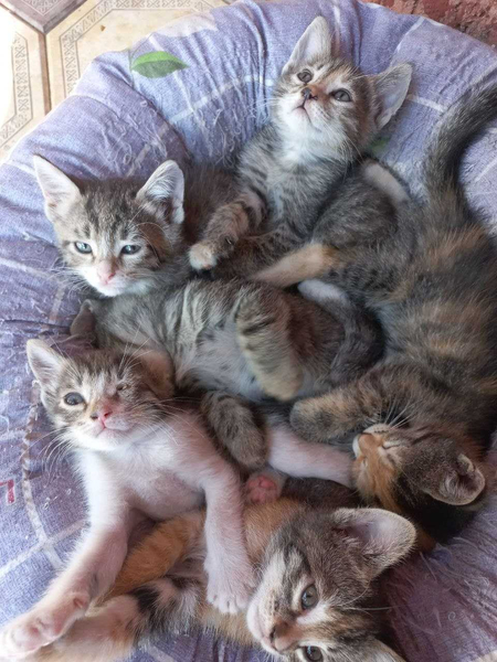 Котята 2 месячные