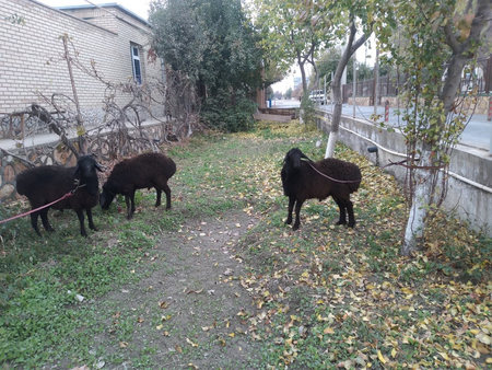 Qazoq tagallar sotiladi