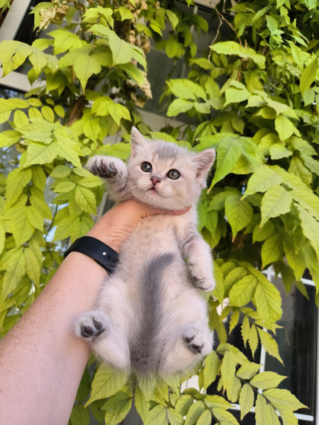 Продам котят Скотиш страйт
