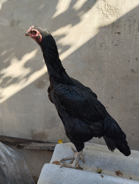 Ganoya karis makiyon 1 tule boladi 8 oyli boʻladi