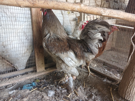 Farĝonada sotiladi xoroz makyonla