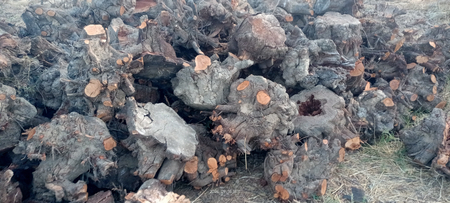 Oʻlxoʻri daraxtining ildizlari sotiladi