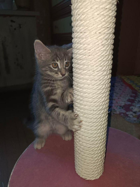 Котята даром в добрые руки