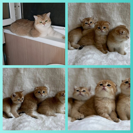 Вязка коты шиншиллы