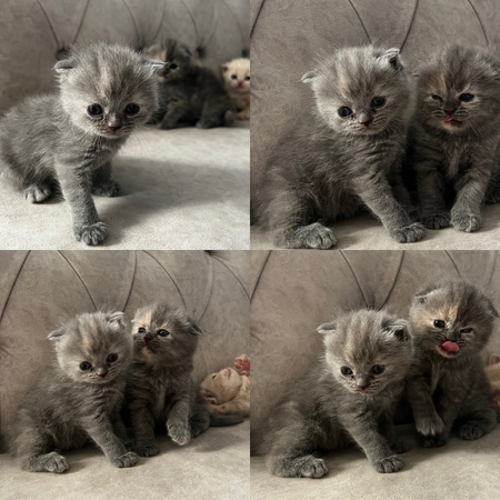 Вислоухие котята