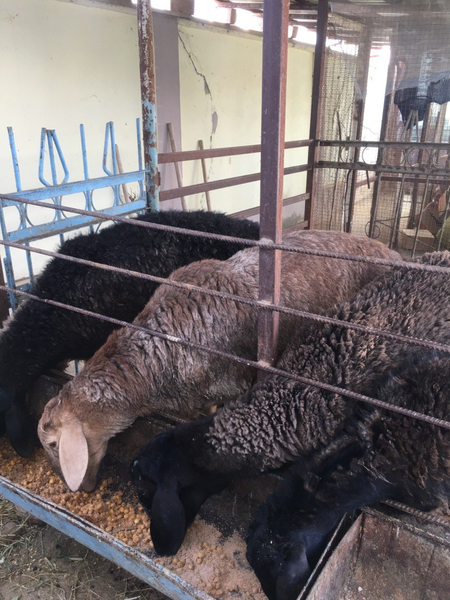Кучкорлар сотилади