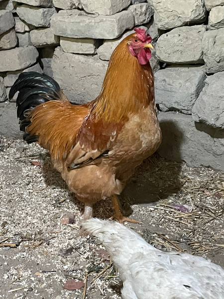 Tuxum xonaki tovuqlarniki