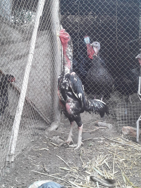 Dakan xuroz sotilad 14oylik