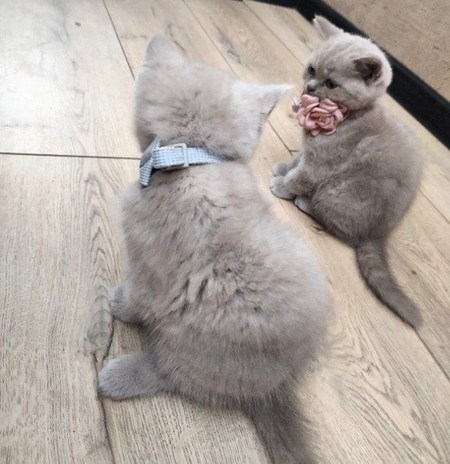 Новогодние чудо! Котята 2 мес Скоттиш Страйтики!