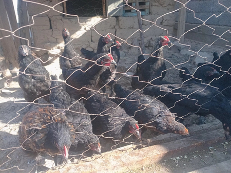 Jojalar.jaydari 20ta