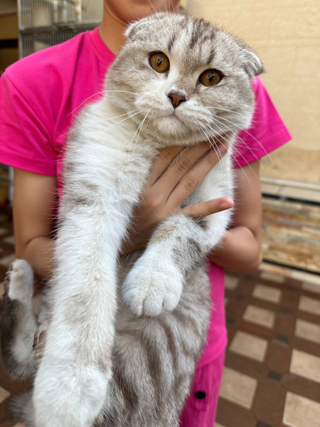 Scottish fold otasi: Scotish Strayt