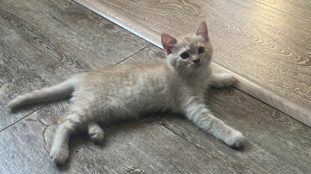 Котенок скотишь страйт 2 месяца породистая