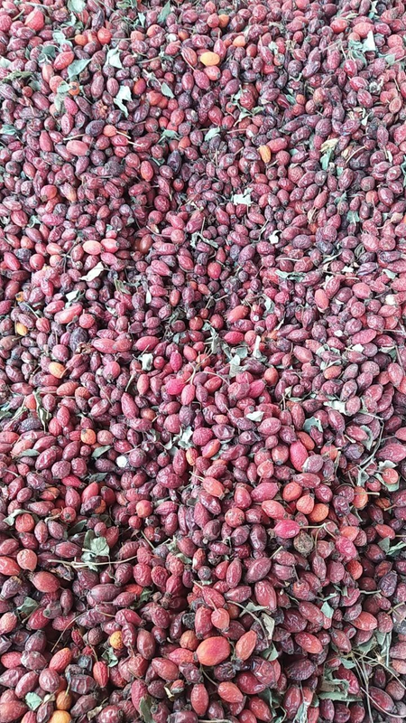 Namatak шиповник