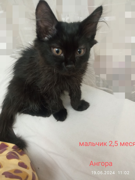 Котята в надёжные руки